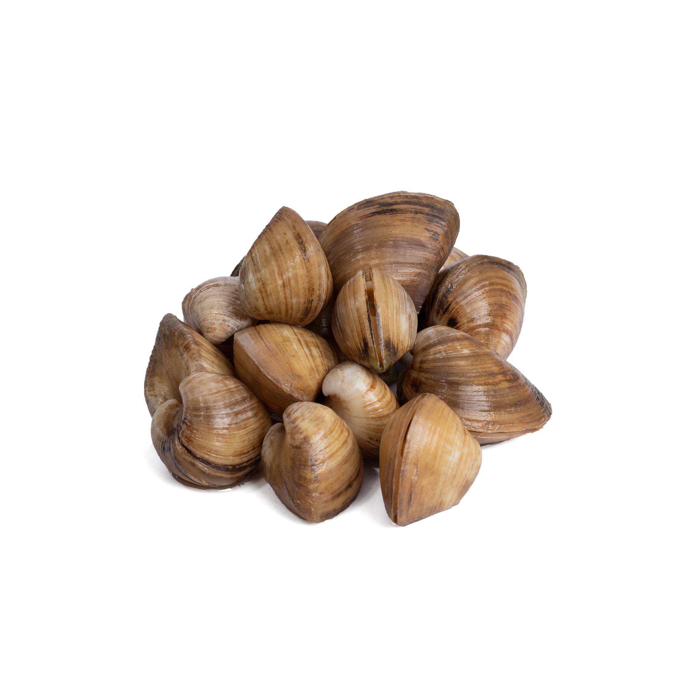 Almeja gallo - Marite Venta de Pescados y Mariscos a Domicilio