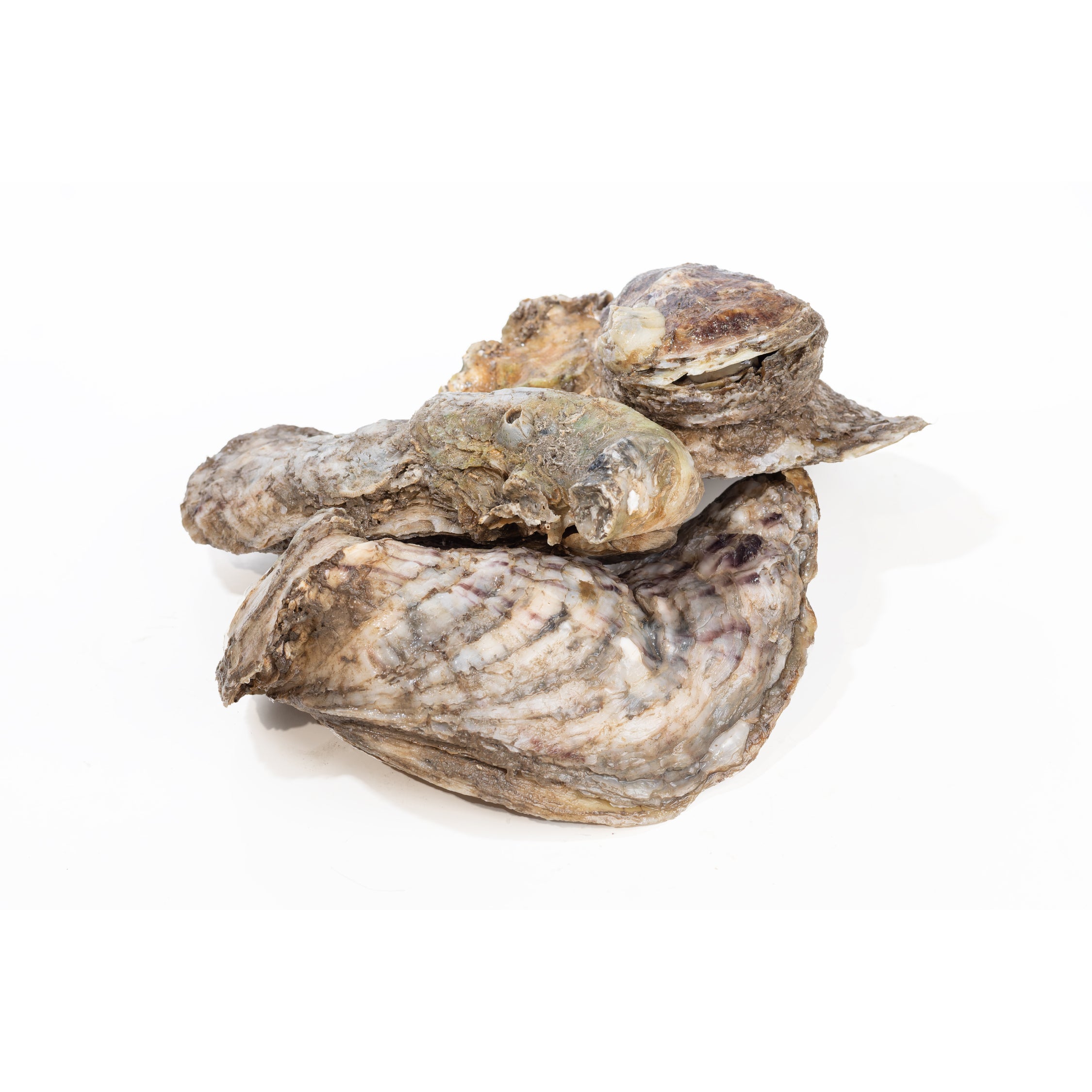 Ostión - Marite Venta de Pescados y Mariscos a Domicilio