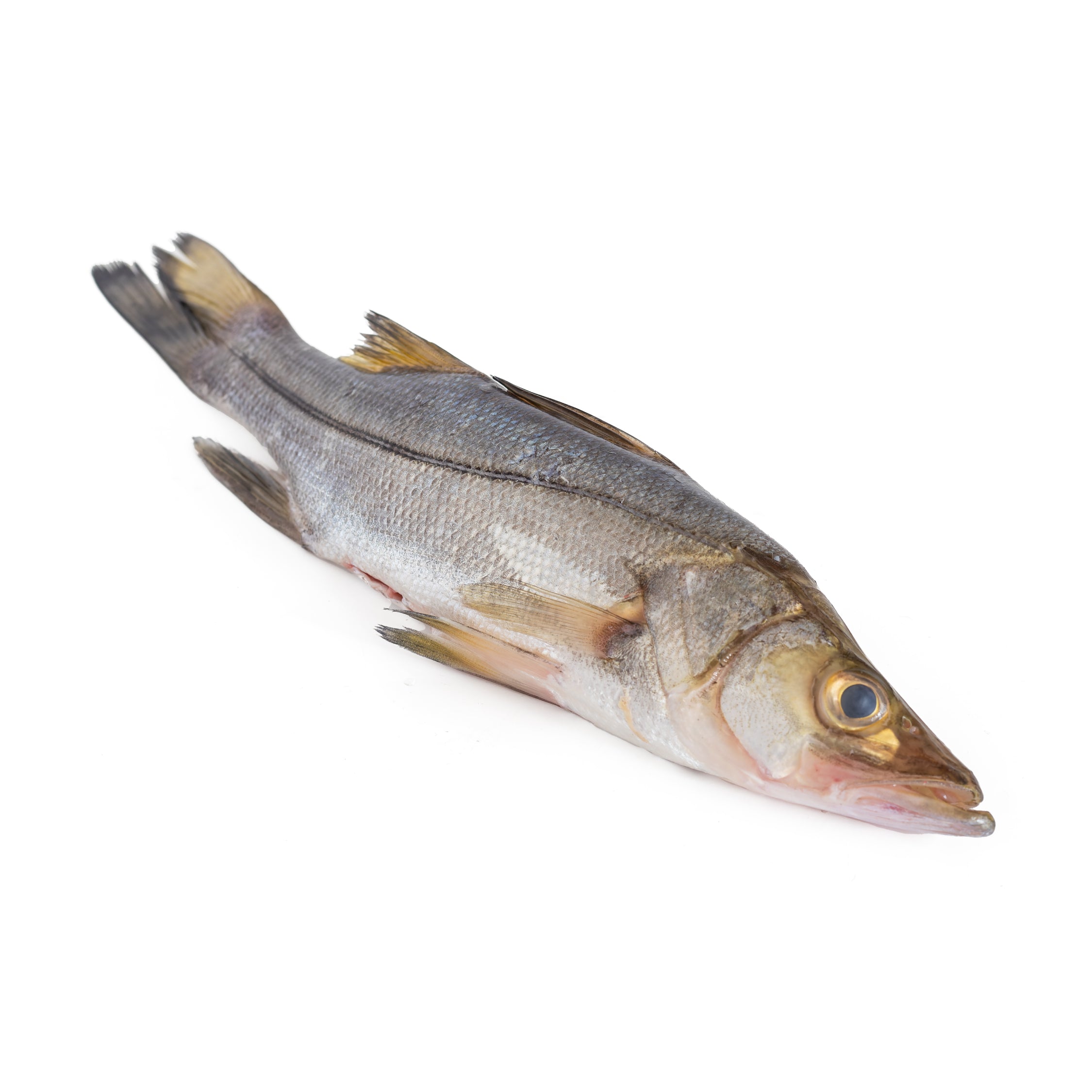 Róbalo entero - Marite Venta de Pescados y Mariscos a Domicilio