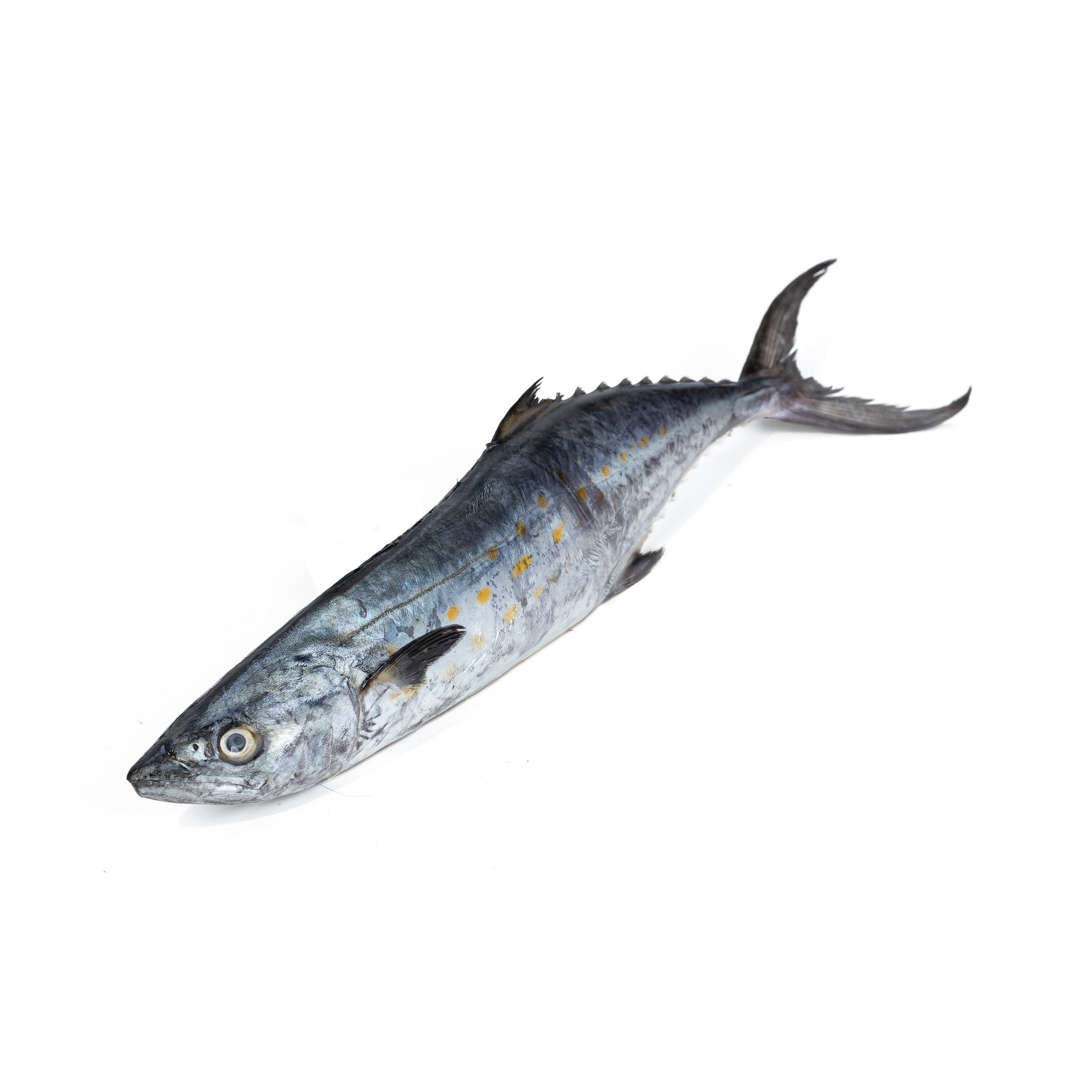 Sierra entera - Marite Venta de Pescados y Mariscos a Domicilio