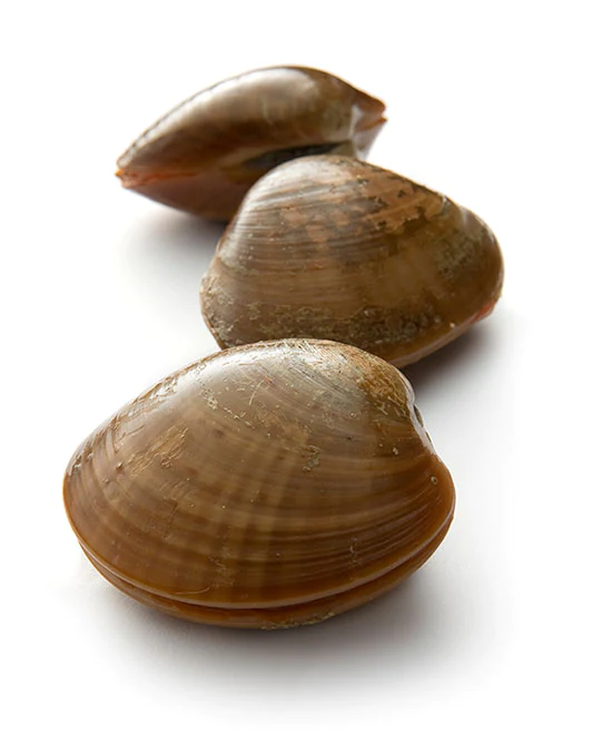 Chocolata - Marite Venta de Pescados y Mariscos a Domicilio